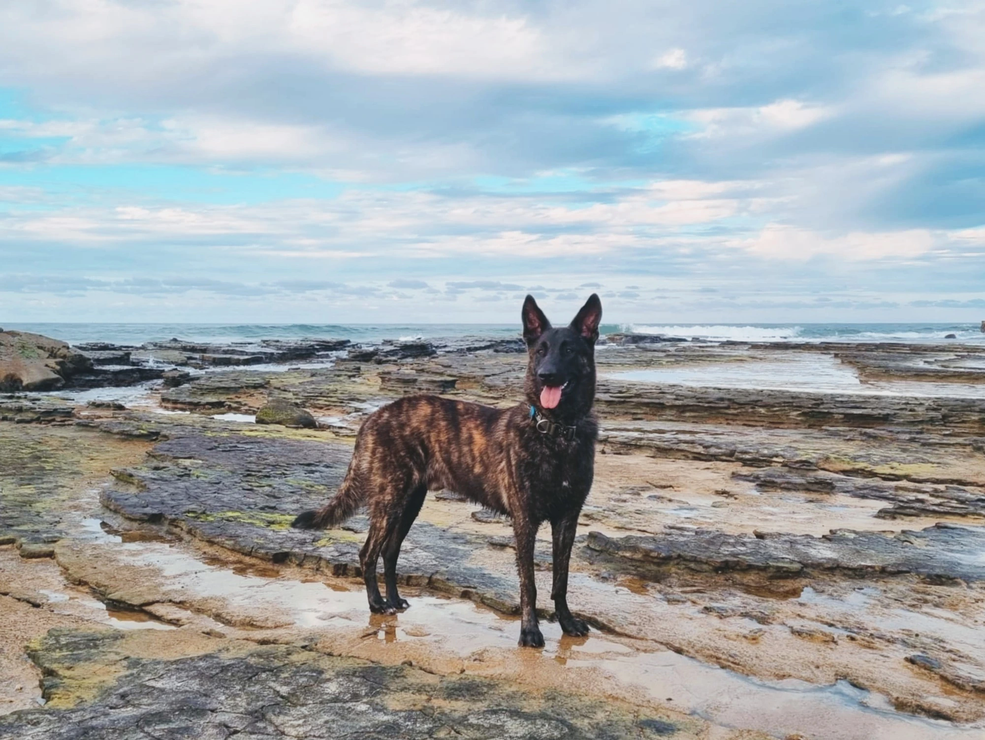 Zephyr Houndz Dog Grooming | Mountain Creek